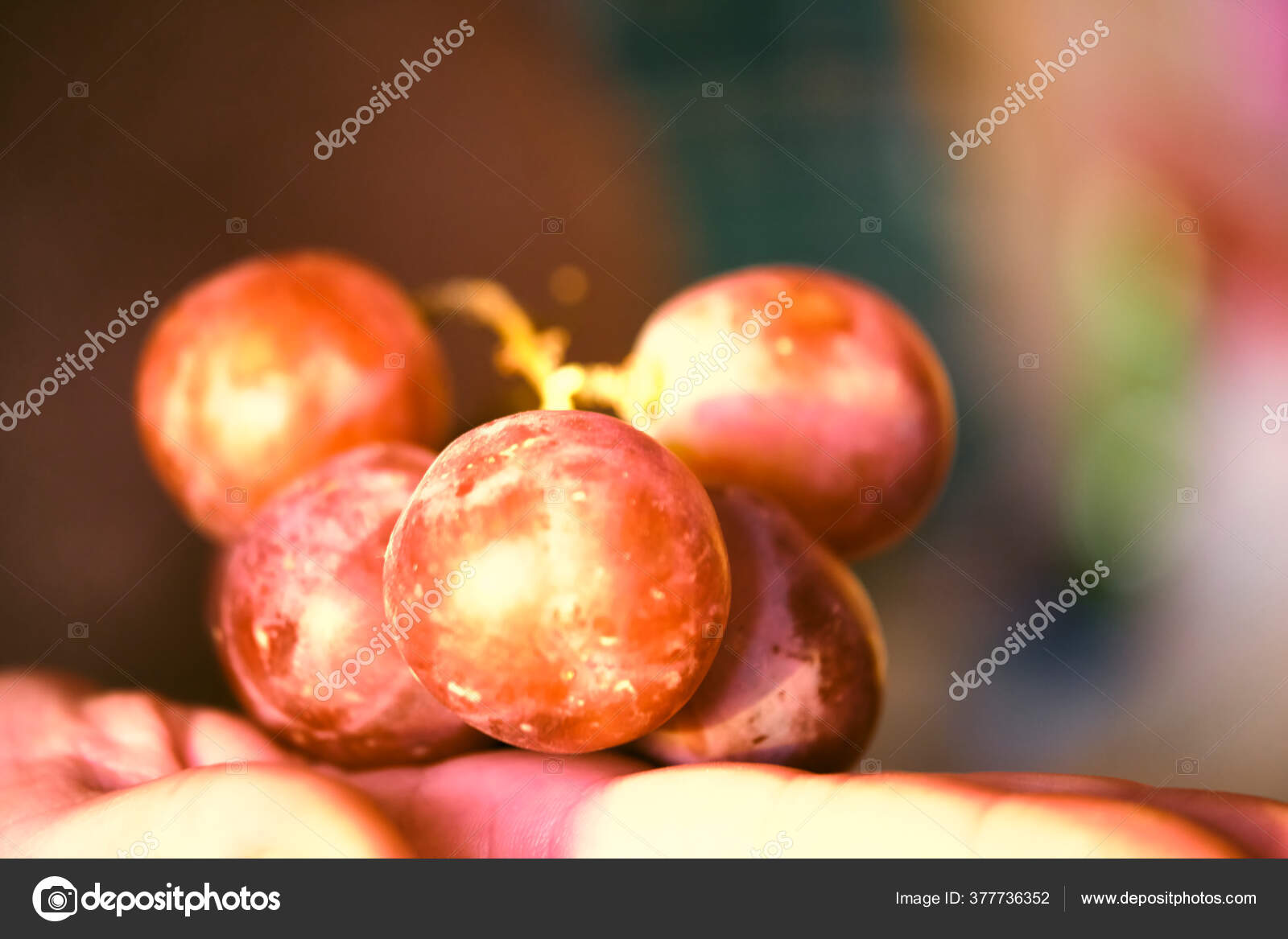 Big Grapes Palm Your Hand Vine Background Color — Stock Photo © lempro ...