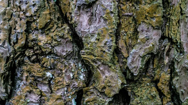 Central park arbol Stock Photos, Royalty Free Central park arbol Images ...