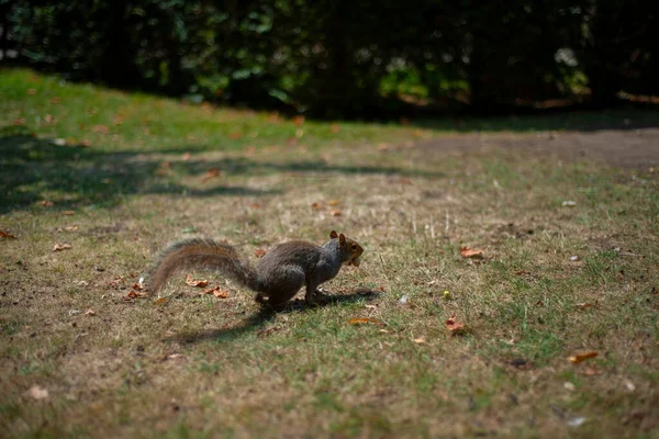 Albert squirrel Stock Photos, Royalty Free Albert squirrel Images ...