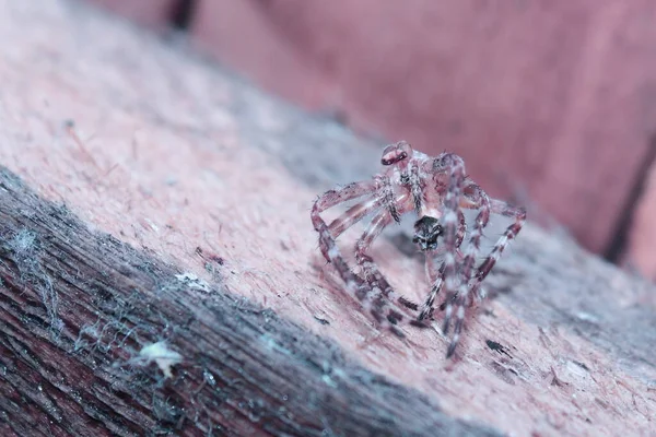 Baby spiders Stock Photos, Royalty Free Baby spiders Images | Depositphotos