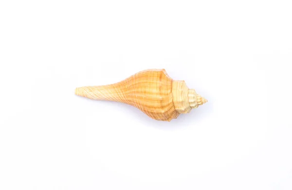 Spiral shell Stock Photos, Royalty Free Spiral shell Images | Depositphotos