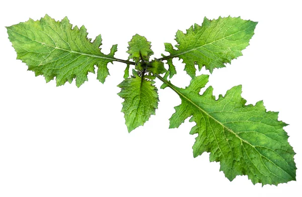 Aerophyte Stock Photos, Royalty Free Aerophyte Images | Depositphotos