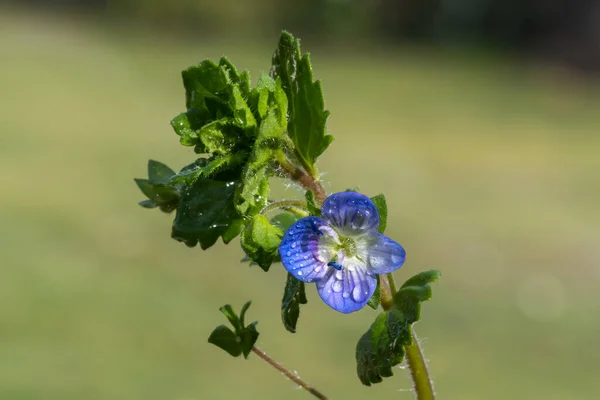 Common speedwell field Stock Photos, Royalty Free Common speedwell ...