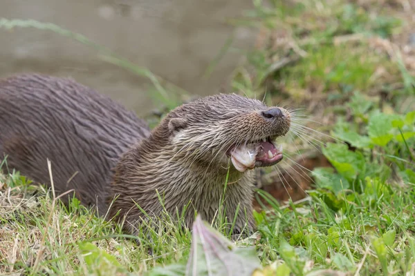 Laughing Otter Gif