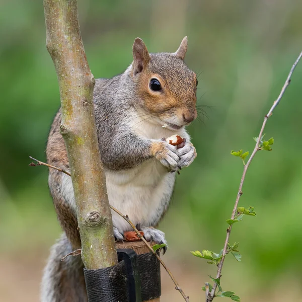 Eastern gray squirrel Stock Photos, Royalty Free Eastern gray squirrel ...
