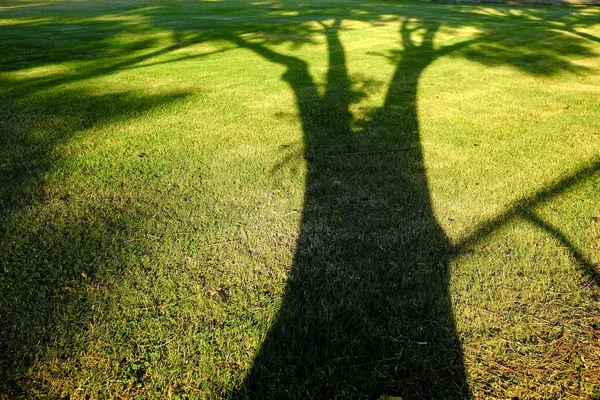 Oak tree shadow Stock Photos, Royalty Free Oak tree shadow Images ...