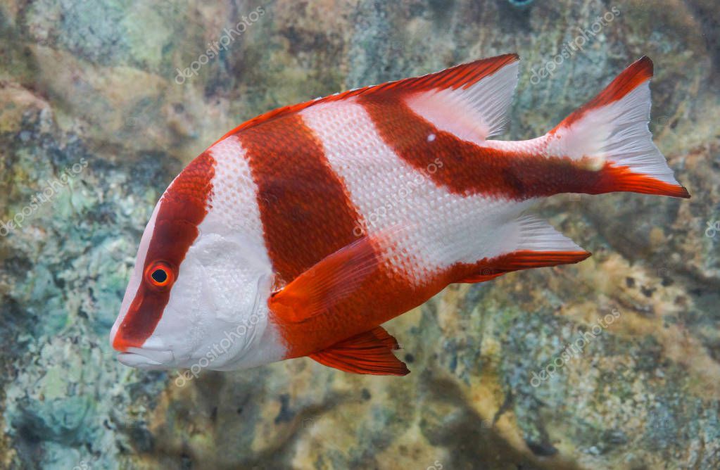 Lutjanus Sebae (Cuvier) - Emperador pargo rojo / Emperador Bream 2024