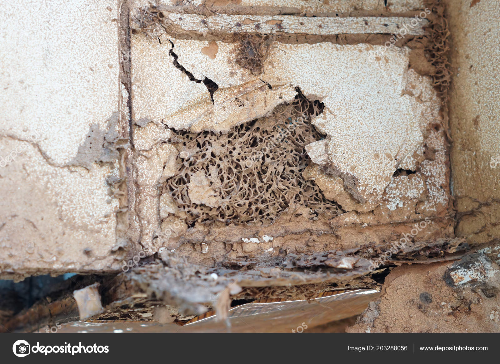 Termites House