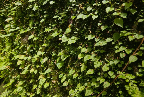 Green creeper plants on rock / BEGONIACEAE / Begonia sp. - Stock Image ...