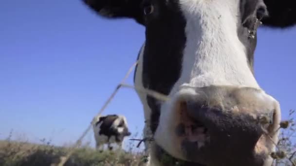 367 Vaca bezerro mastigar alimentos Stock Videos, 4K & HD Footage ...