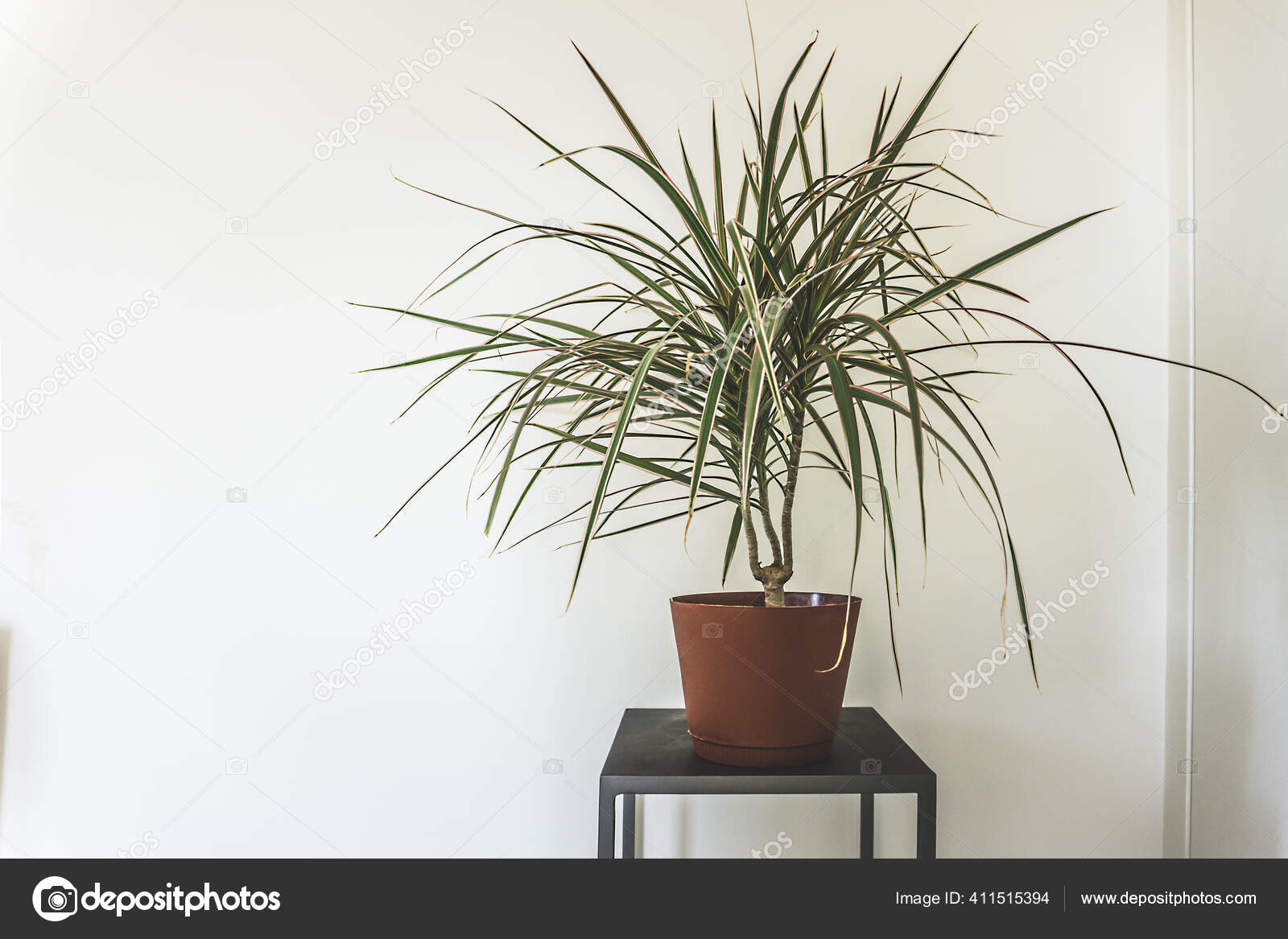 Clean Interior Stand Braided Madagascar Dragon Tree Empty White Wall ...