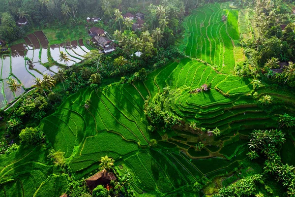 Rice fields indonesia Stock Photos, Royalty Free Rice fields indonesia ...