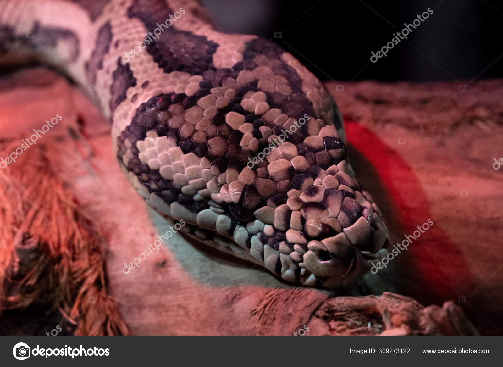 Morelia spilota variegata. Photo of reticulated python head in full ...