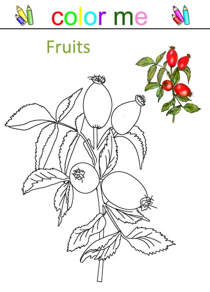 Fruit coloring page Stock Photos, Royalty Free Fruit coloring page ...
