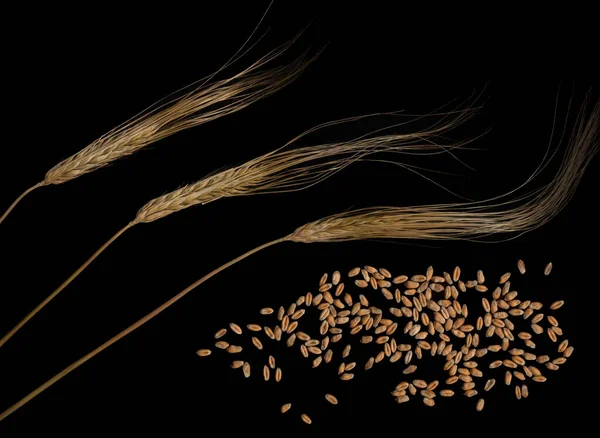 Types of barley Stock Photos, Royalty Free Types of barley Images ...