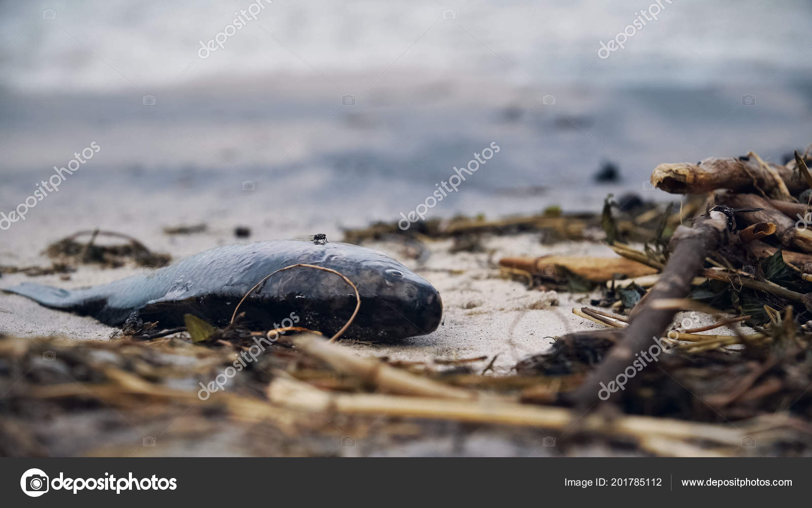 Stink Dead Fish Decaying Polluted Seashore Toxic Waste Harming Nature ...