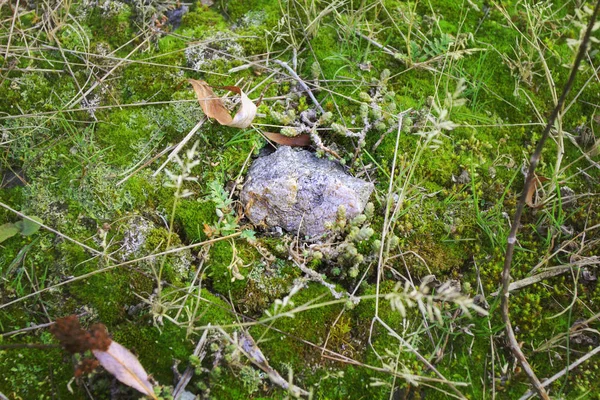 Small nest Stock Photos, Royalty Free Small nest Images | Depositphotos