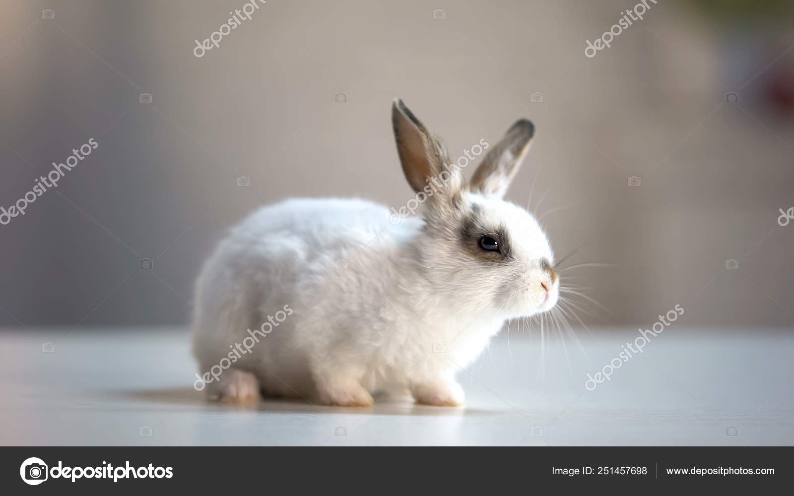 Cute Domestic Rabbit Sitting Table Pet Store Good Present Children ...