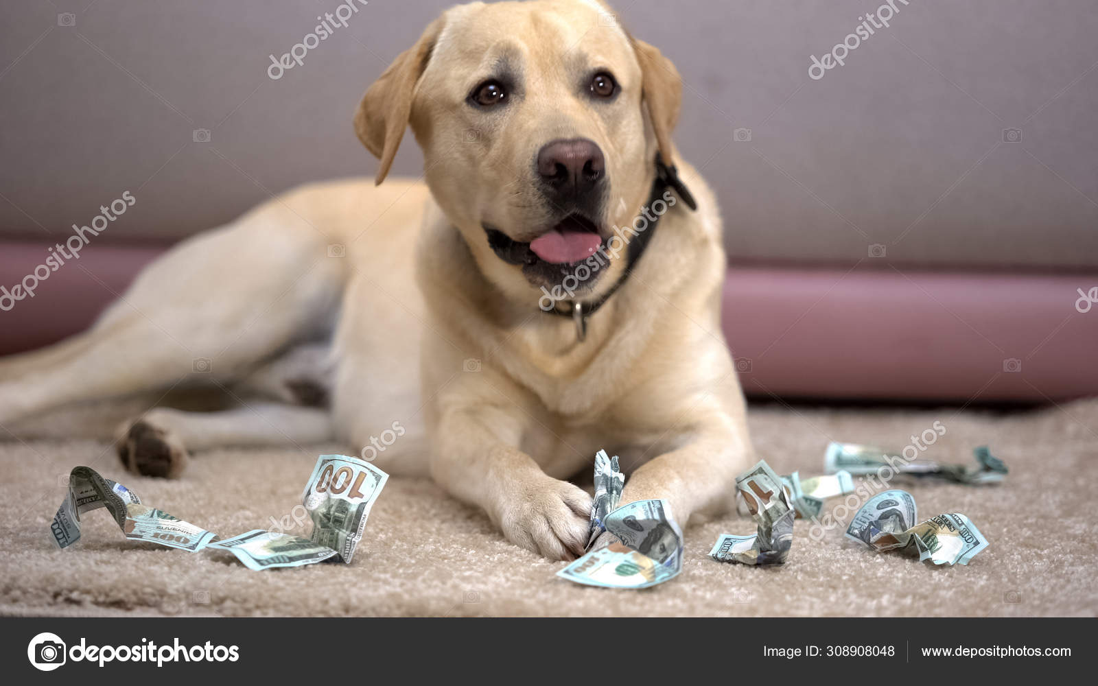 What To Do With A Misbehaving Puppy