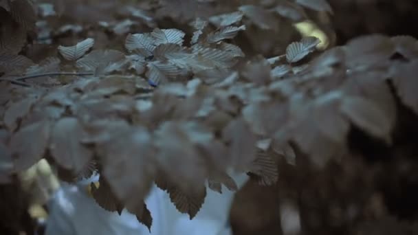 Curious female scientist protective uniform examining forest, ecosystem ...
