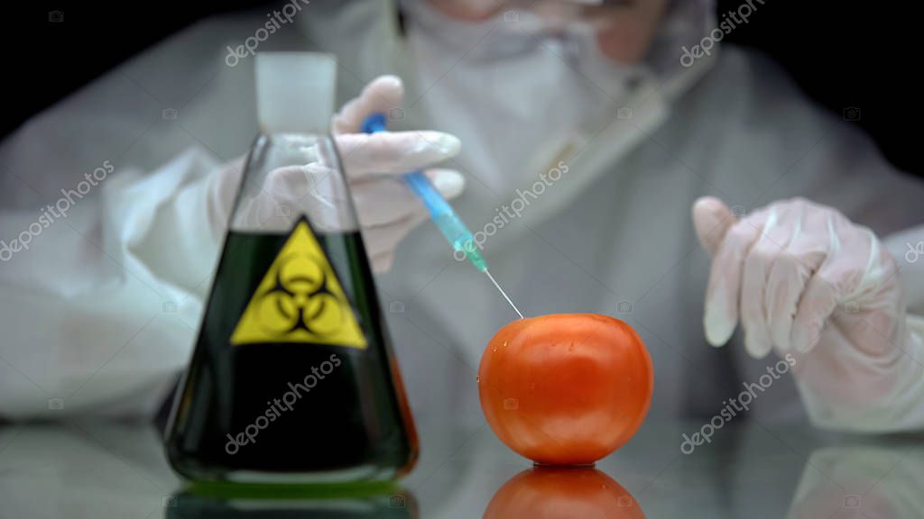 Científico inyectando riesgo biológico en tomate, impacto de toxinas en ...