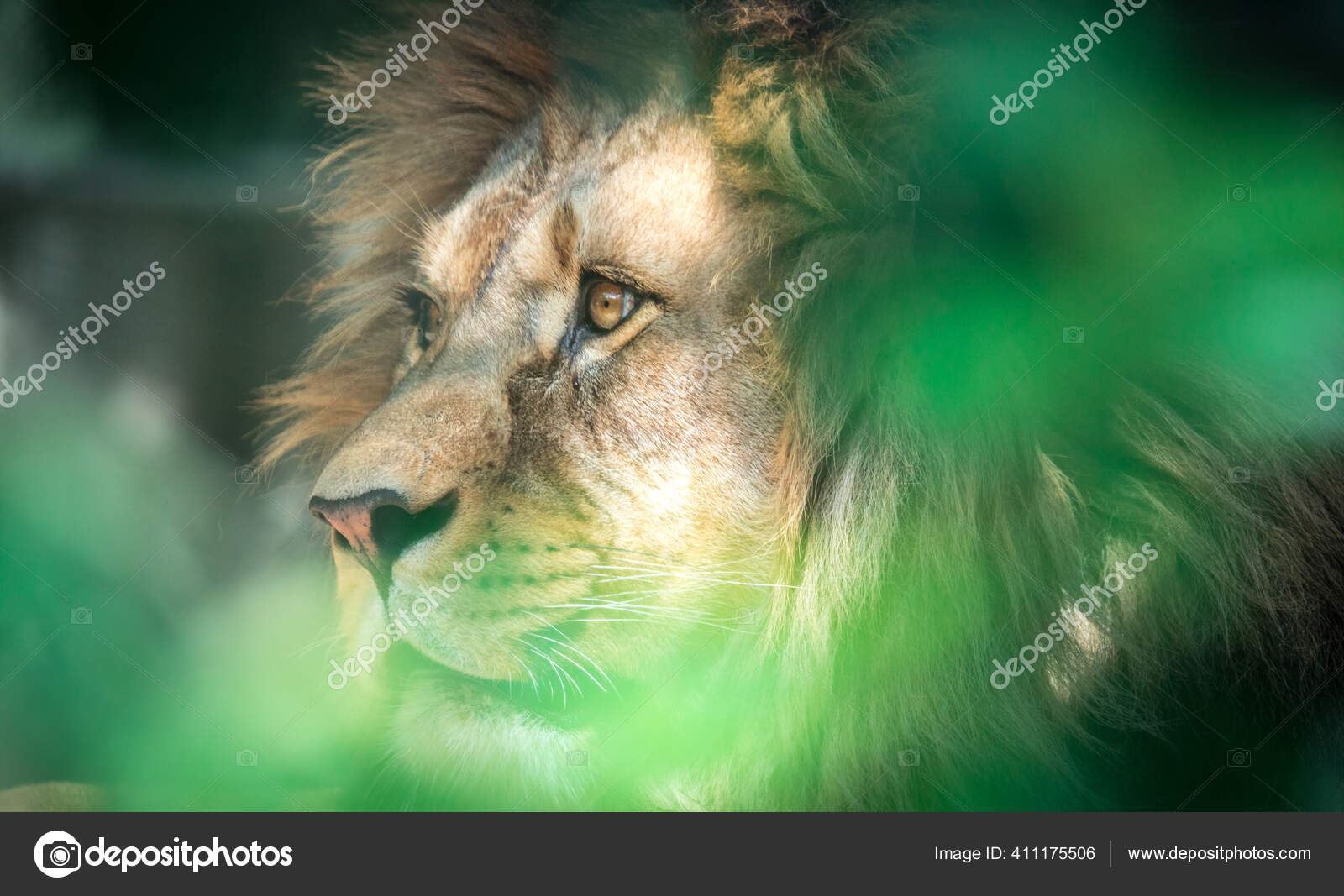 Green Pakistani Lion