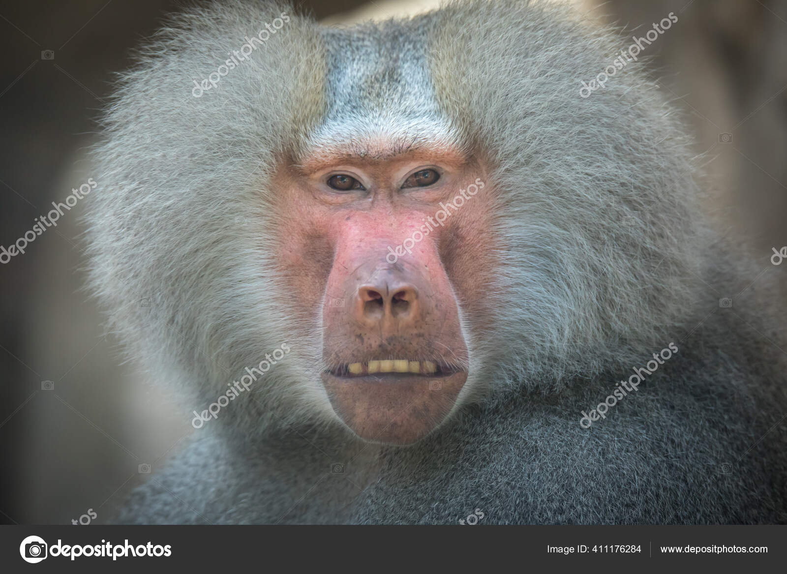 Hamadryas Baboon Teeth