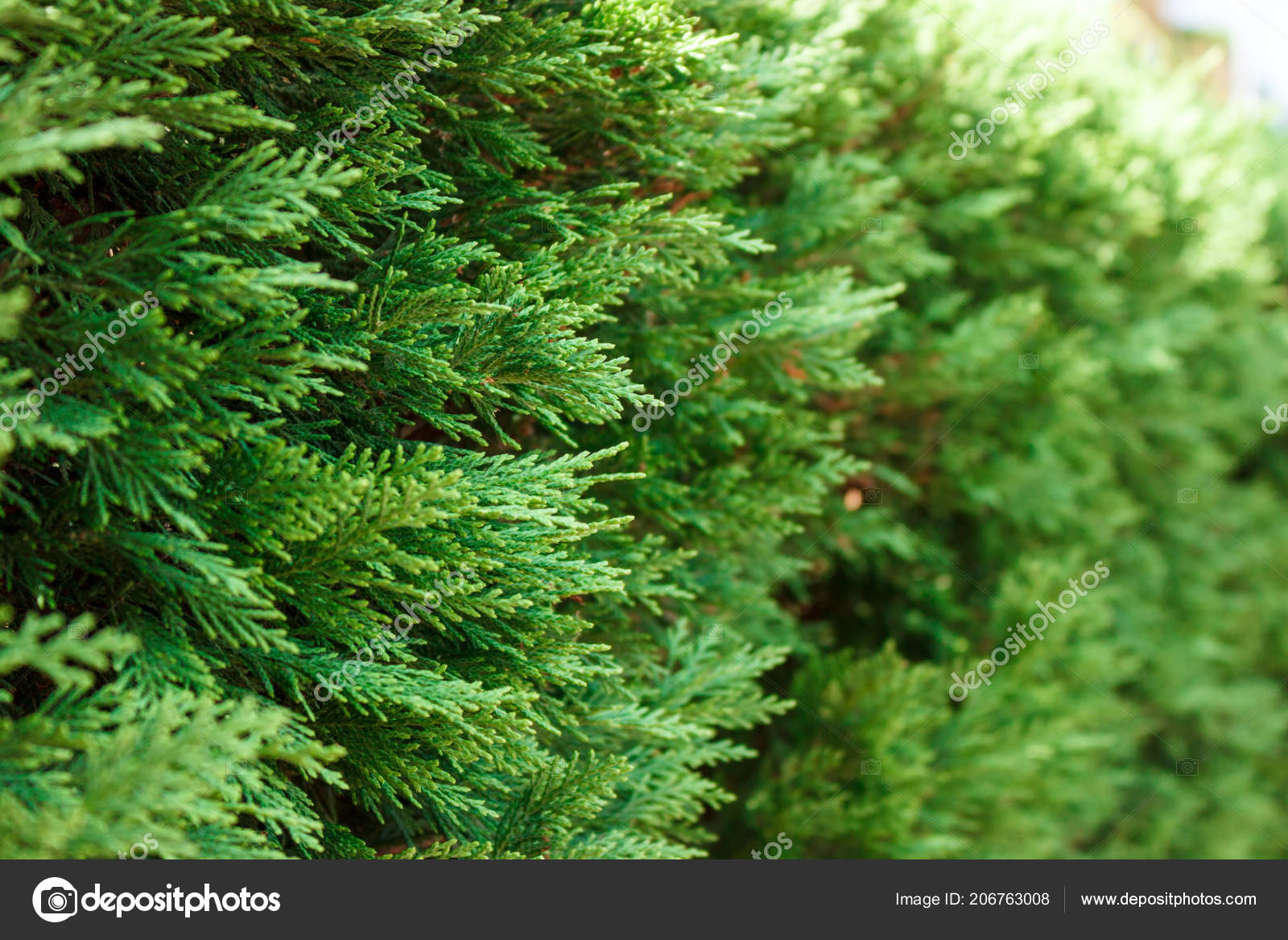 Bush Thuja Close Branch Thuja Tree Stock Photo by ©snegok1967 206763008