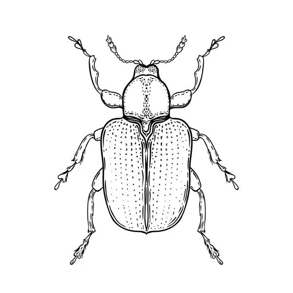 Hand Drawn Bug Vintage Style Beetles Vector Illustration Isolated White ...