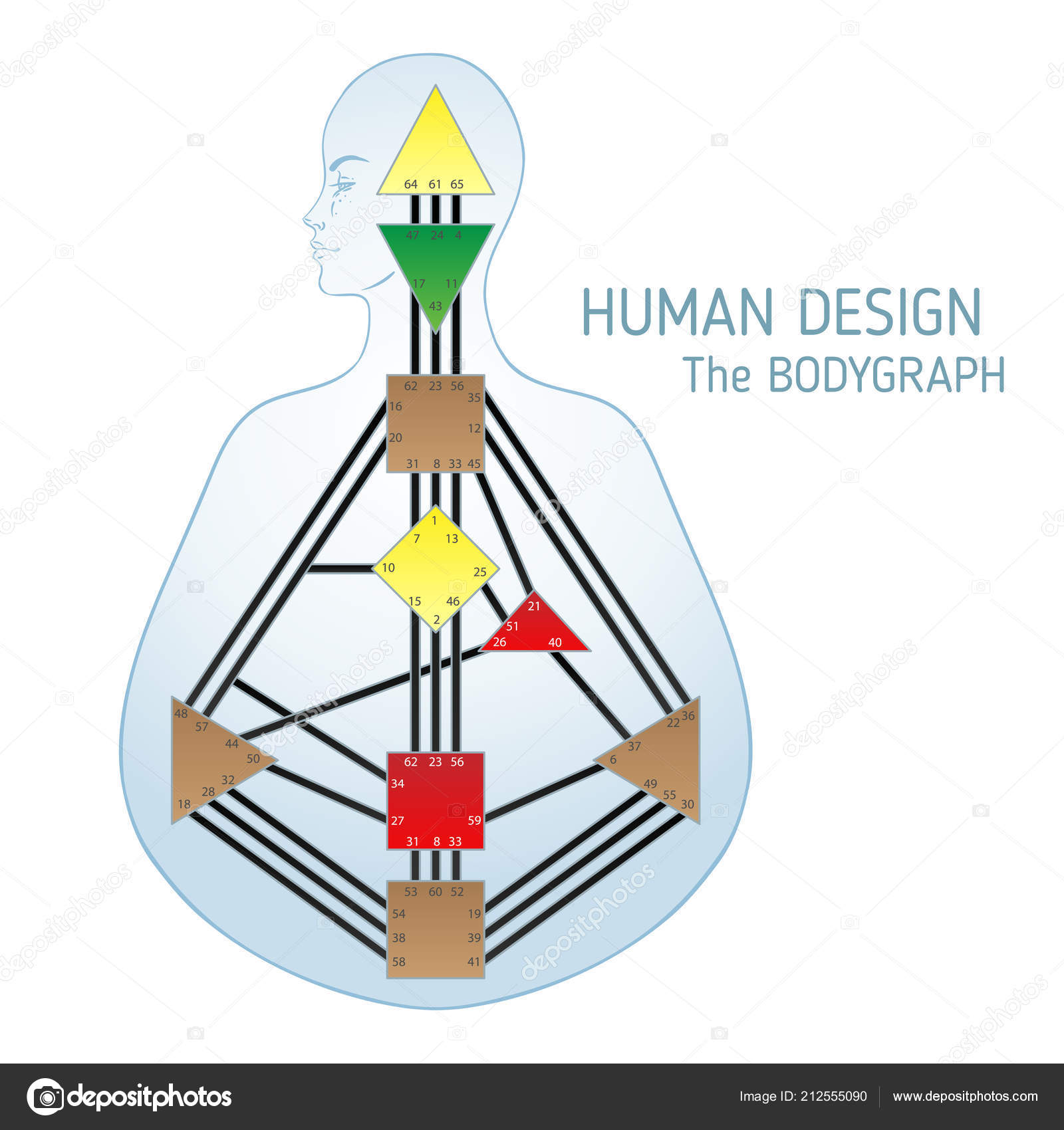 Human Design Bodygraph Chart Design Vector Isolated Illustration Energy ...