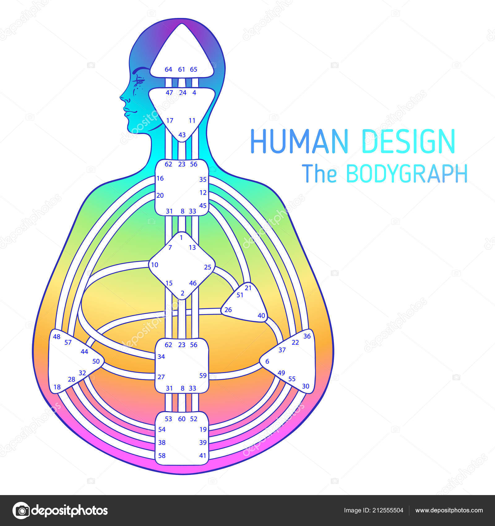 Human Design Bodygraph Chart Design Vector Isolated Illustration Energy ...