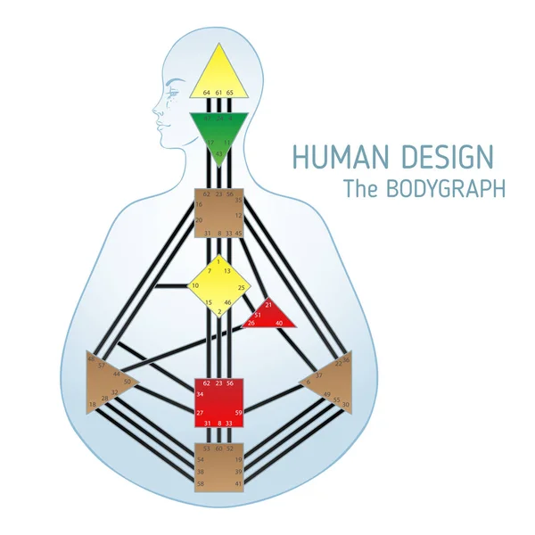 Human design bodygraph Vector Art Stock Images | Depositphotos