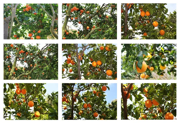 Panorama owoce Stock Photos, Royalty Free Panorama owoce Images ...