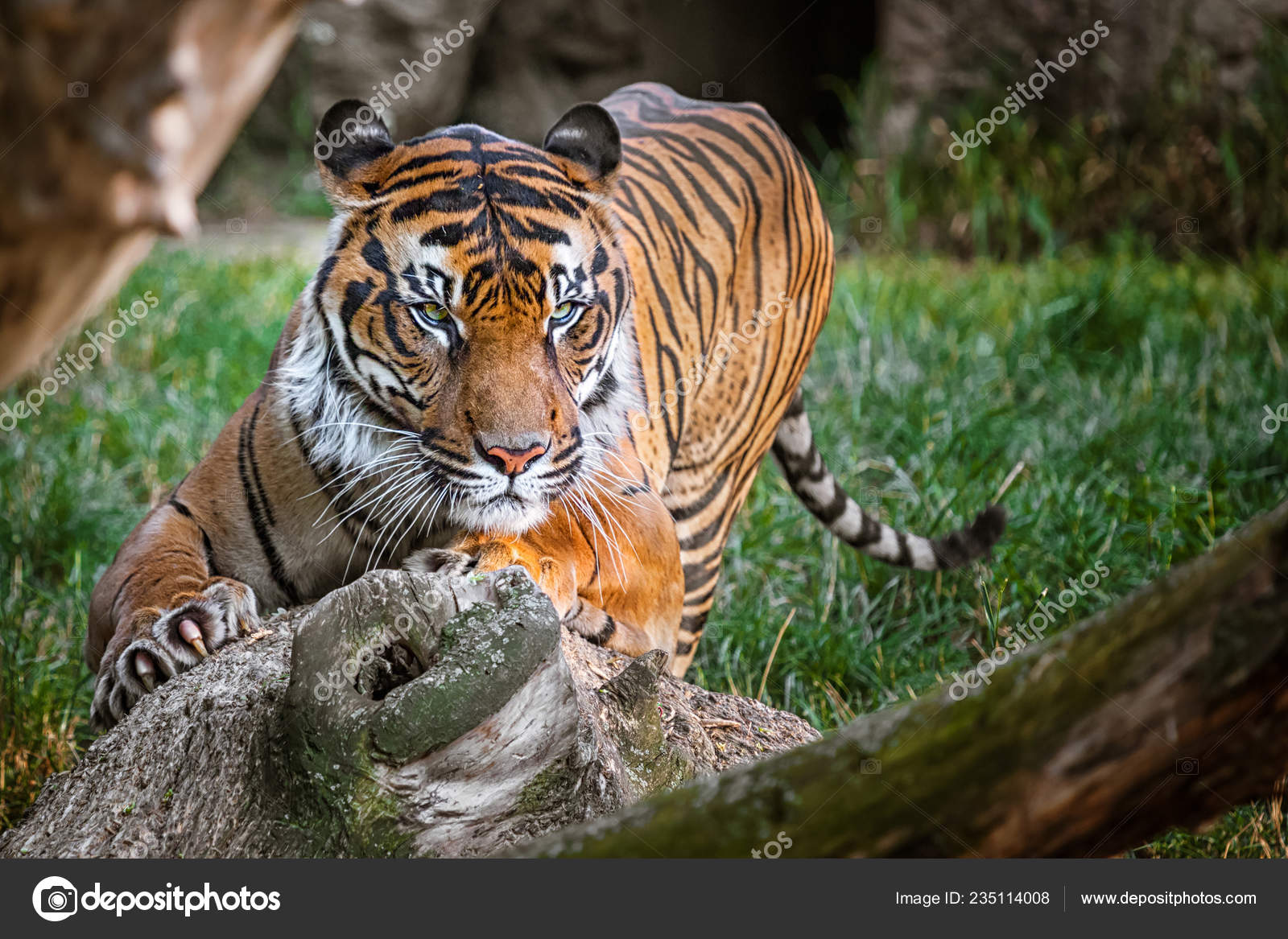 Tiger Malay Sharpen His Claw Tree — Stock Photo © rebius #235114008