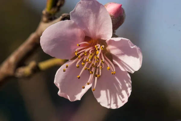 pink peach flower on spring - Stock Image - Everypixel