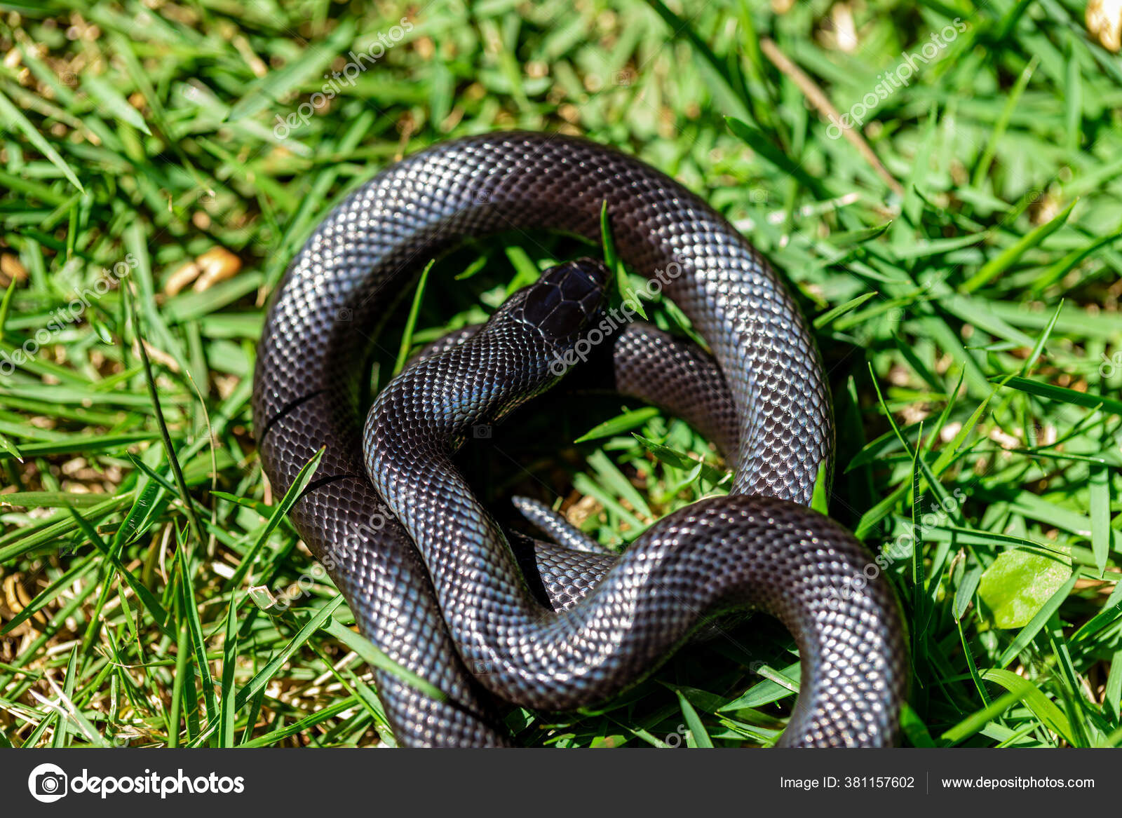 Mexican King Snake Wallpaper