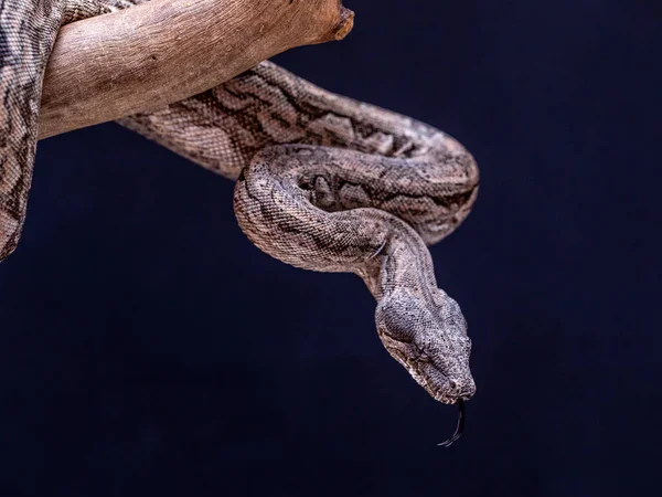 Boa constrictor Stock Photos, Royalty Free Boa constrictor Images ...