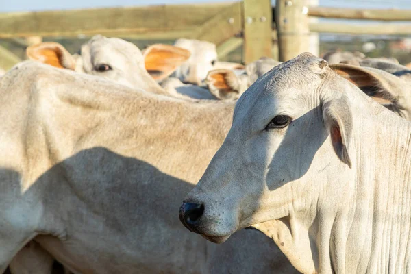 Portrait Confined Auction Stall Stable Stock Photo by ©murilomazzo ...
