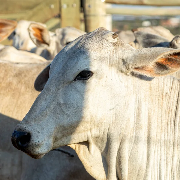 Portrait Confined Auction Stall Stable Stock Photo by ©murilomazzo ...