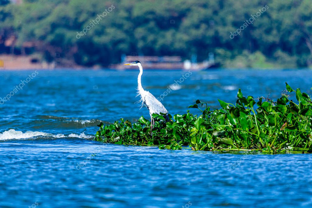 Las garzas son aves de agua dulce y costeras de patas largas de la ...