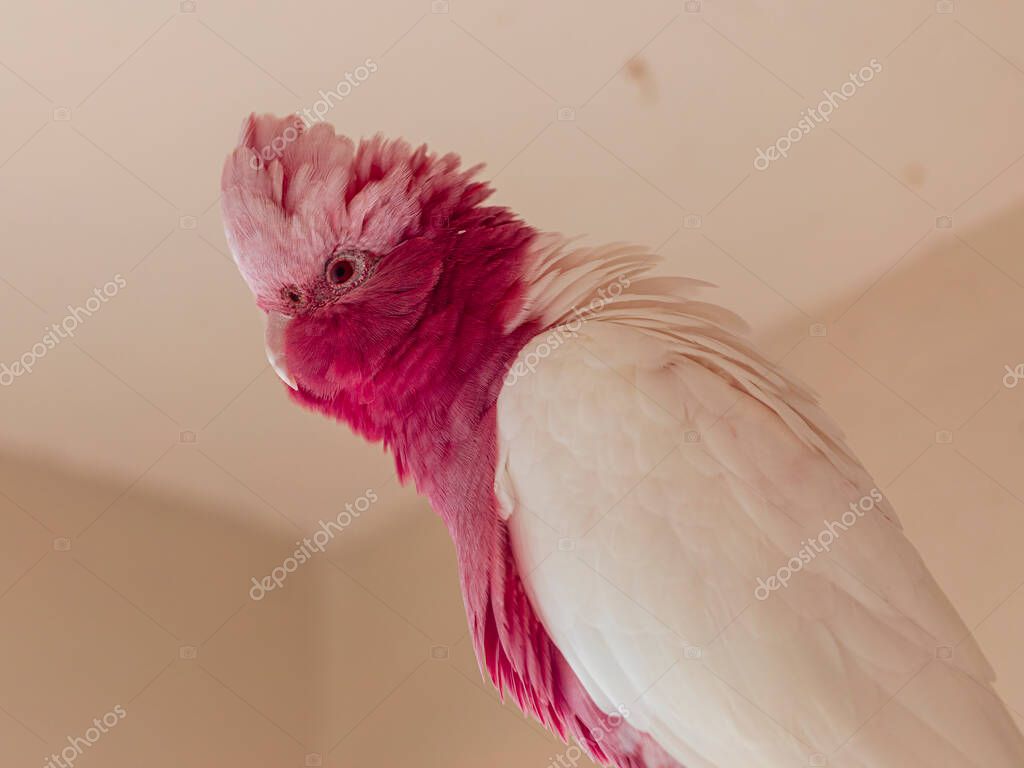 La galah (Eolophus roseicapilla), también conocida como rosa y gris, es ...