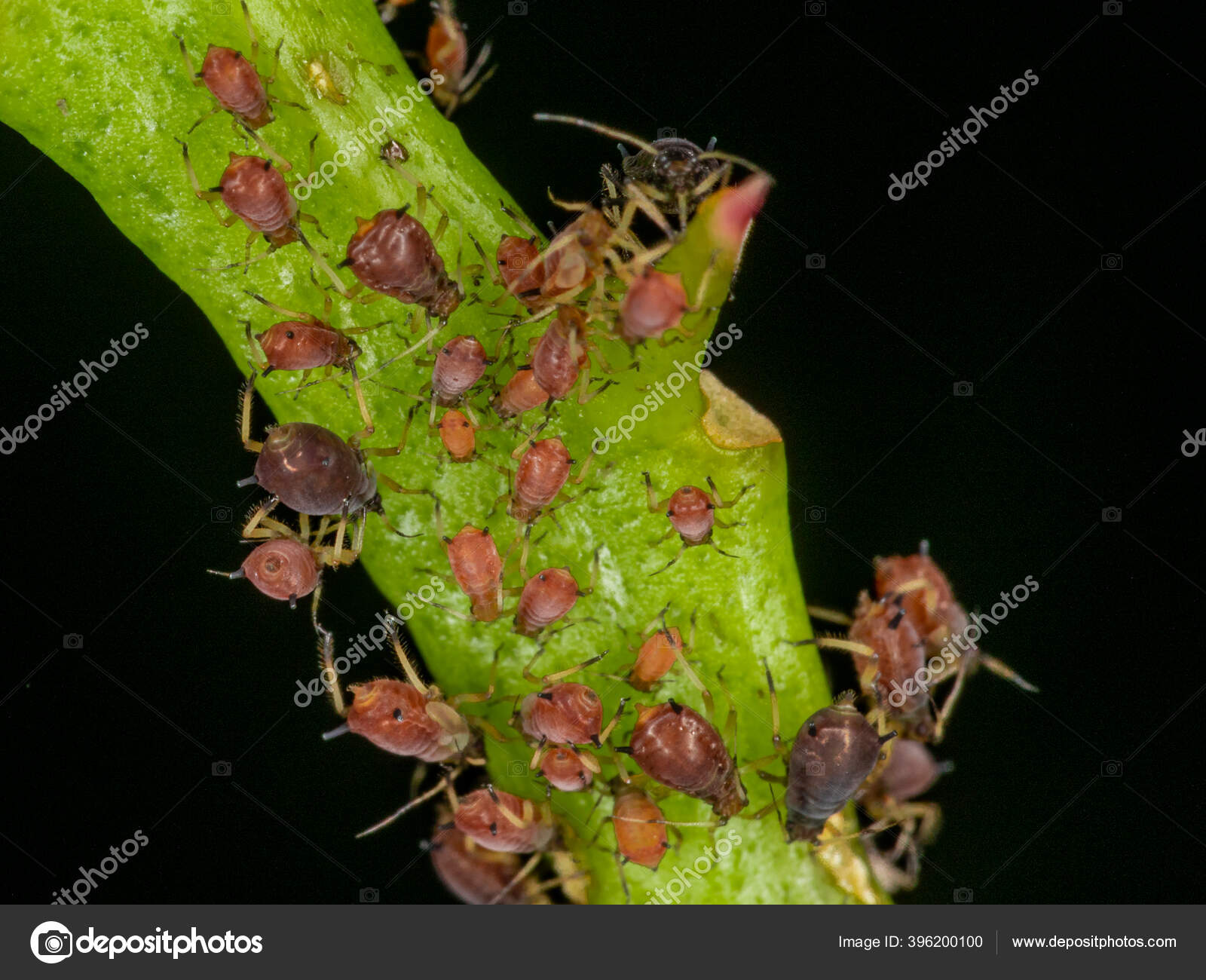 Los Pulgones Piojos Plantas Son Insectos Diminutos Que Alimentan Savia ...