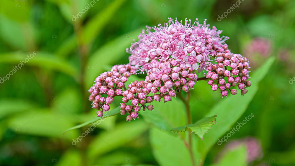 hermosas flores de verano y plantas dan una sensación indescriptible de ...