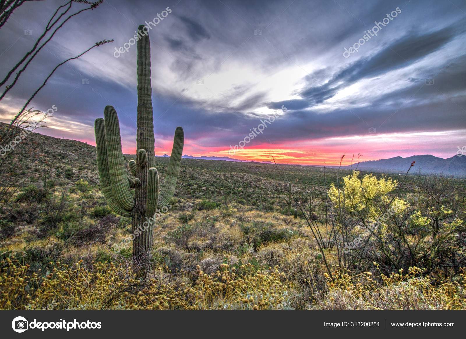Saguaro Cactus Sunset