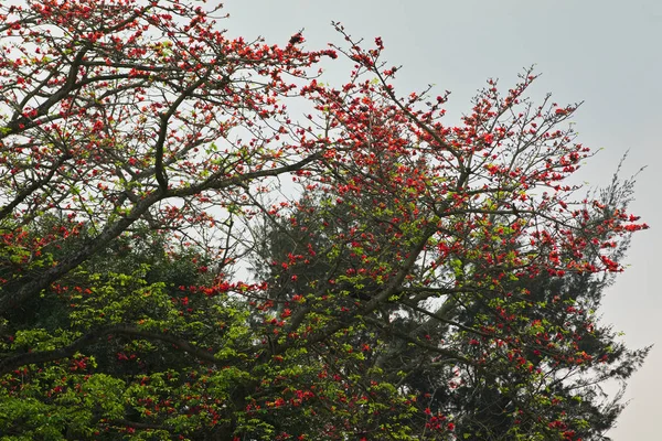 India trees Stock Photos, Royalty Free India trees Images | Depositphotos