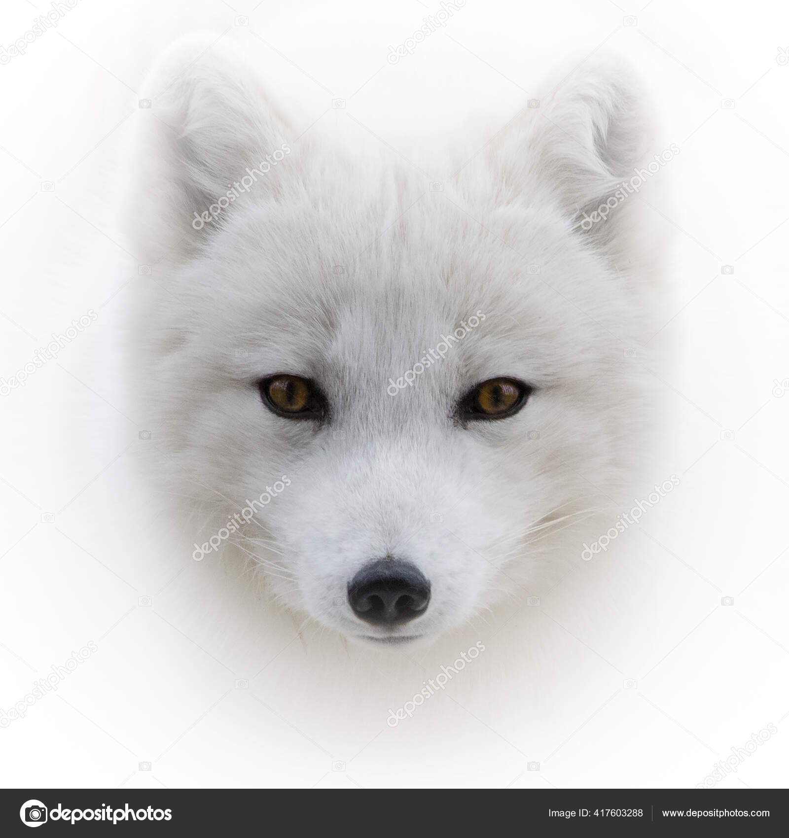 Arctic Fox Front View Portrait Stock Photo by ©dessinsjeanlandry.gmail ...