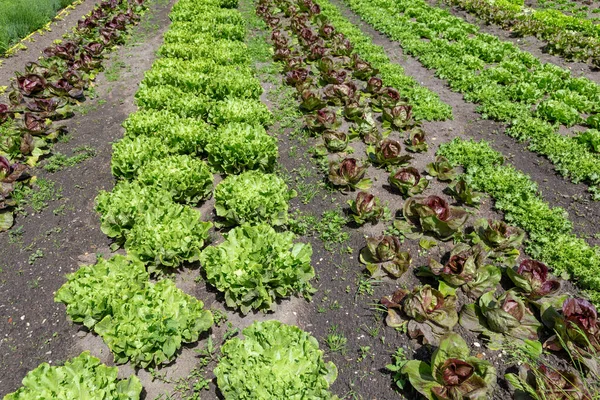 Sala garden Stock Photos, Royalty Free Sala garden Images | Depositphotos