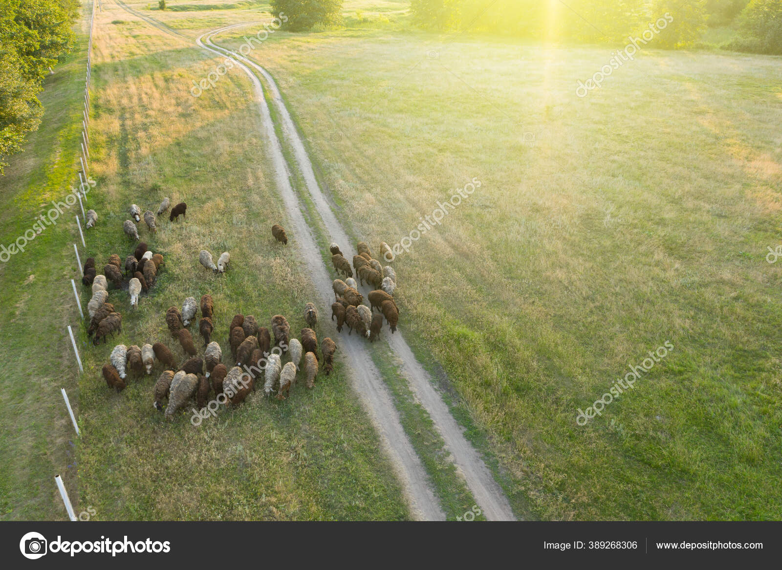 A flock of sheep walks through a green field, aerial view — Stock Photo ...