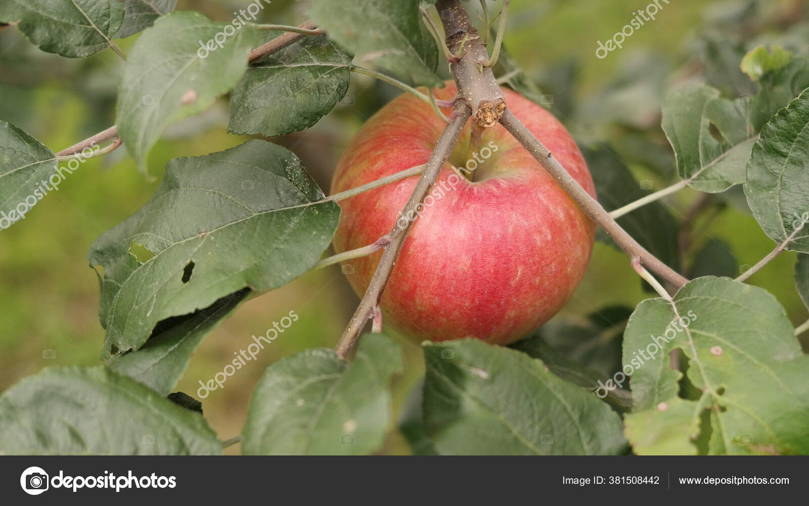 Apples Tree Apples Branch — Stock Photo © Vasfed #381508442