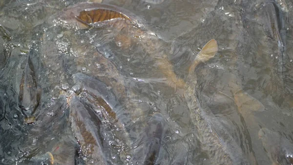 Chinook salmon spawning Stock Photos, Royalty Free Chinook salmon ...